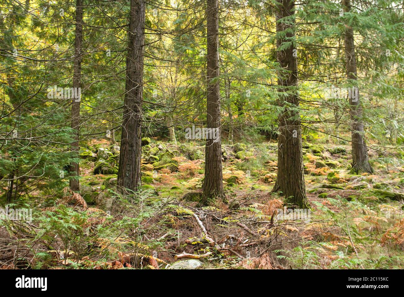 Evergreen woodlands in autumn Stock Photo - Alamy