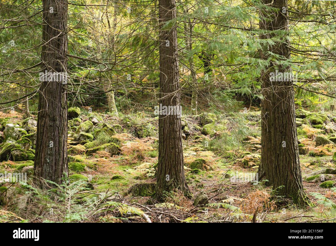 Evergreen woodlands in autumn Stock Photo - Alamy