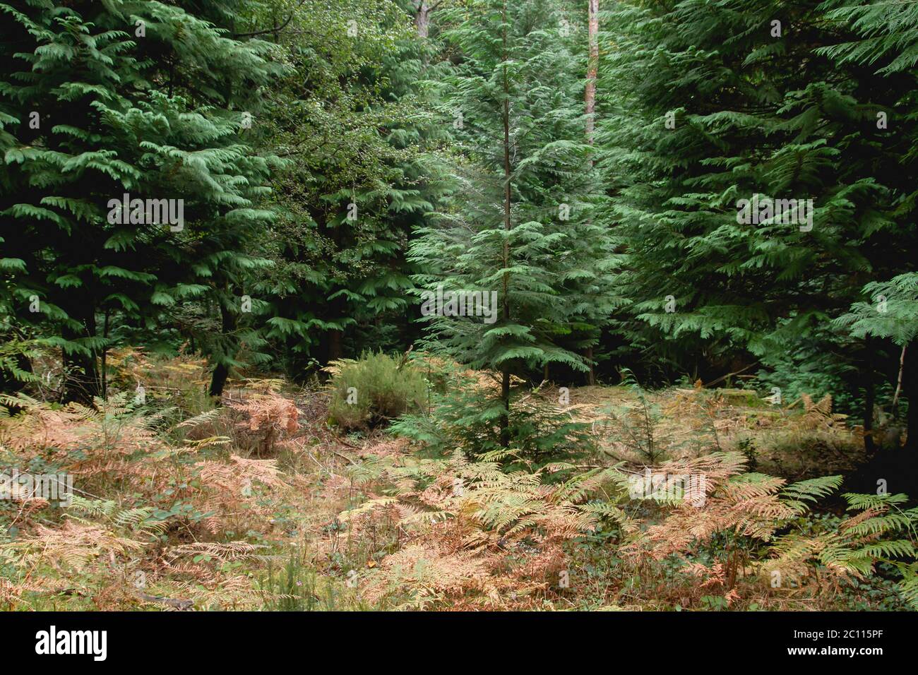 Evergreen woodlands in autumn Stock Photo - Alamy