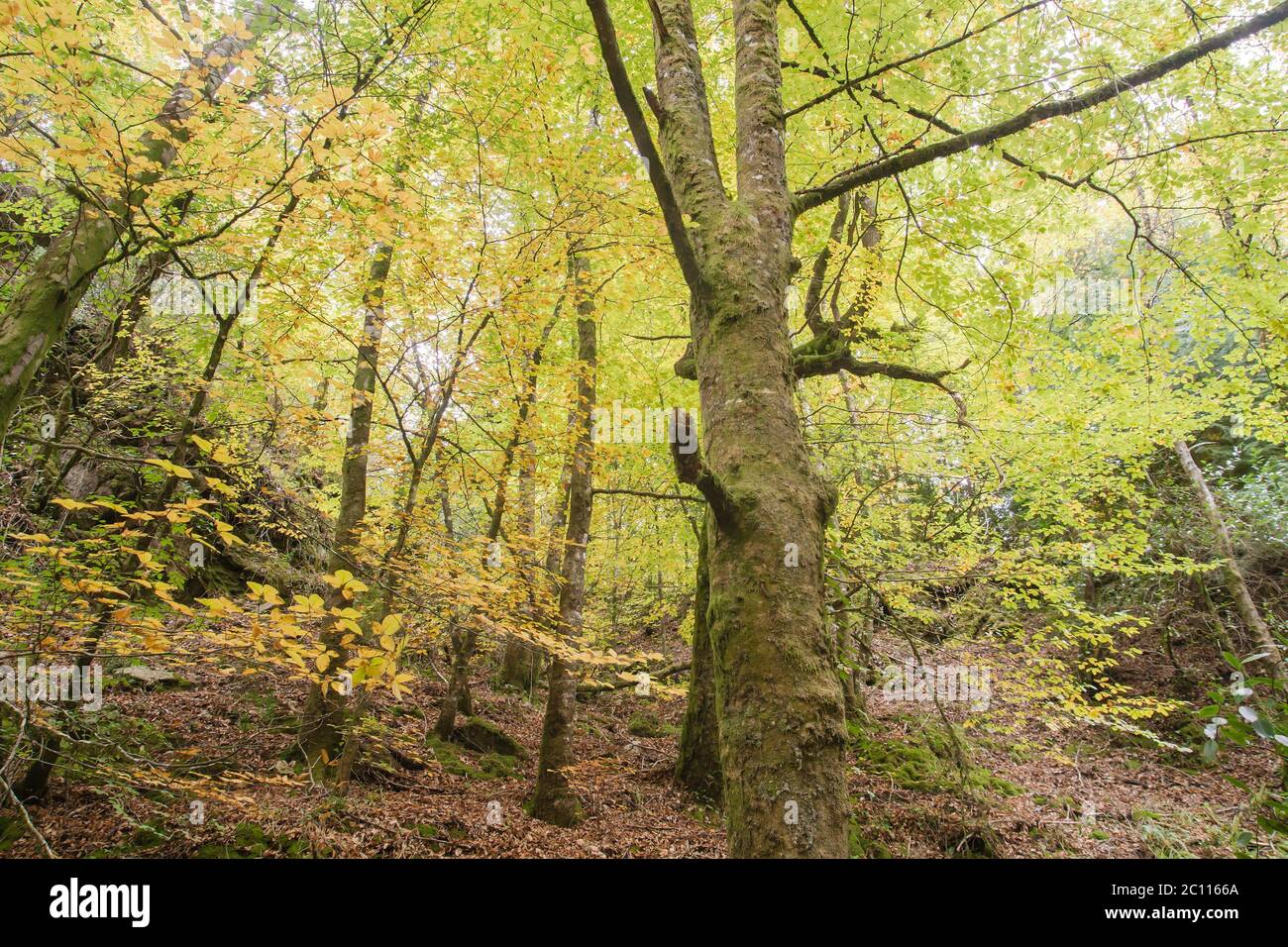Beech trees forest landscape with autumnal colored deciduous foliage ...