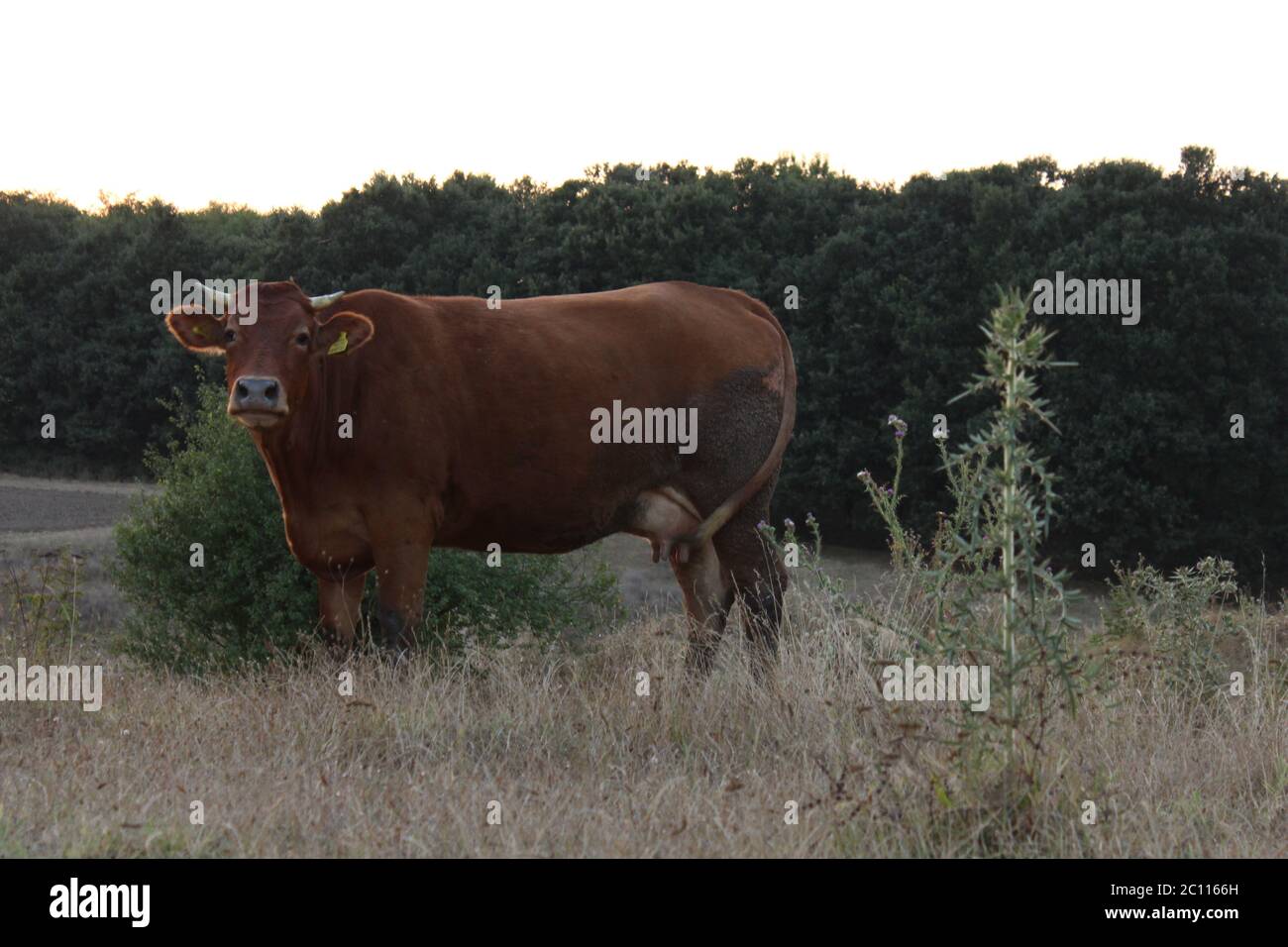 cow grazing in the greenery Stock Photo - Alamy