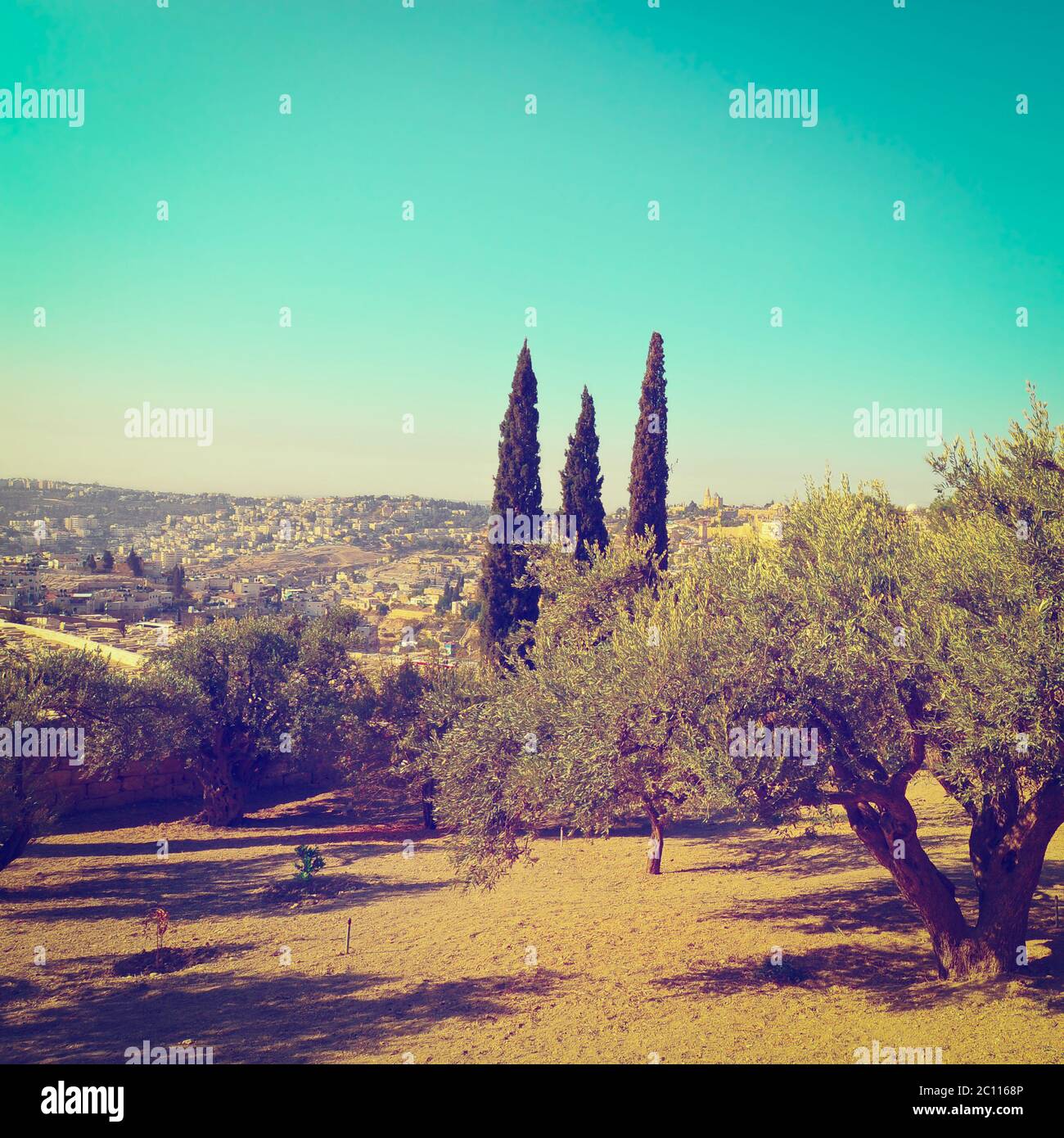 Israel jerusalem tree cypress hi-res stock photography and images - Alamy