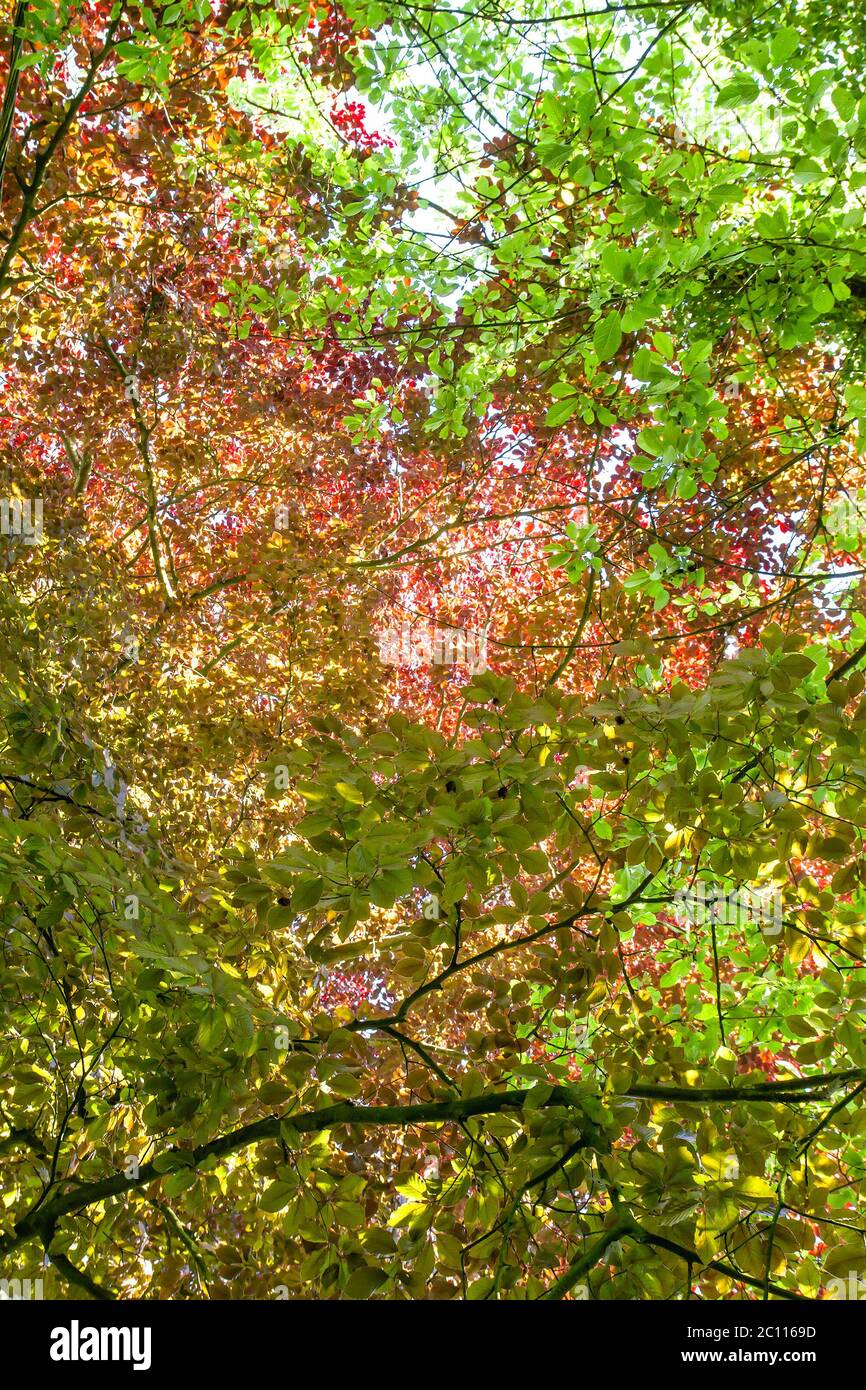 Red colored fagus sylvatica purpurea foliage Stock Photo - Alamy