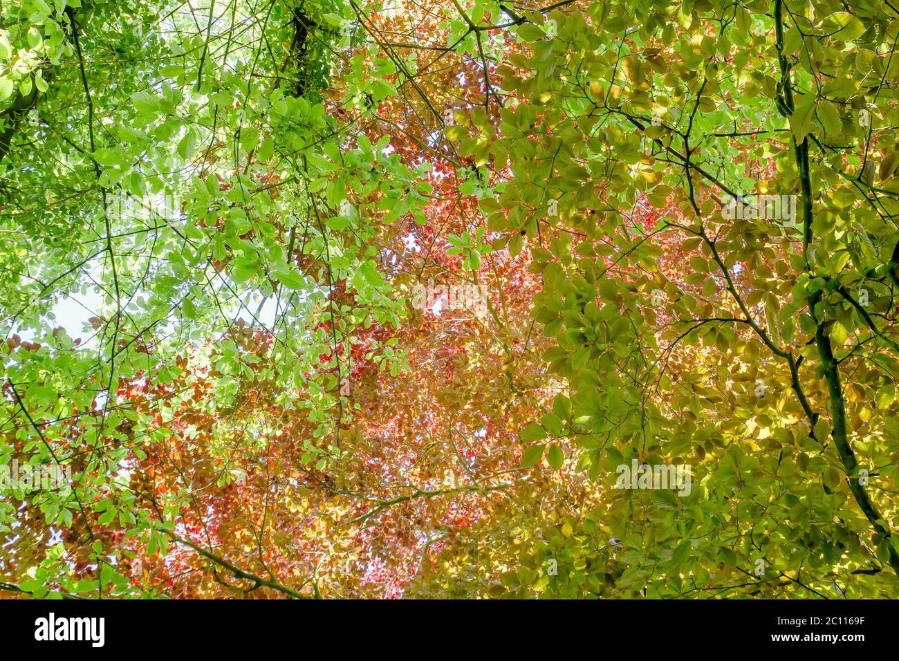 Red colored fagus sylvatica purpurea foliage Stock Photo - Alamy