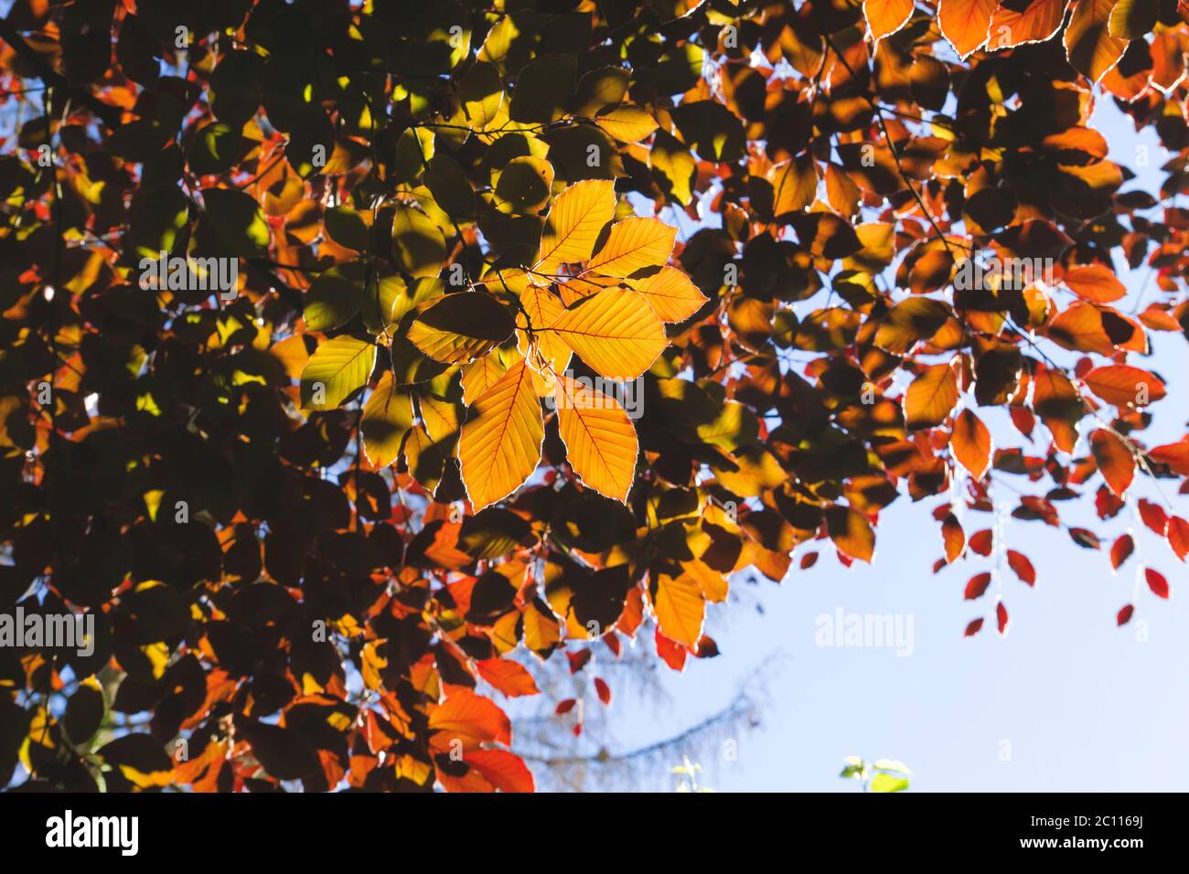 Red colored fagus sylvatica purpurea foliage Stock Photo - Alamy