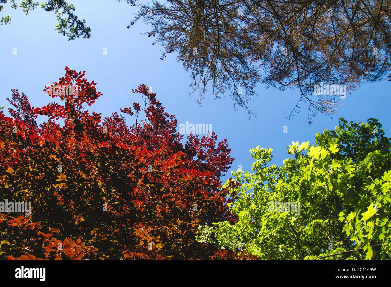 Red and green trees foliage Stock Photo - Alamy