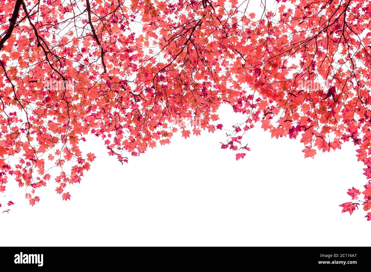 Maple tree autumnal red foliage Stock Photo - Alamy