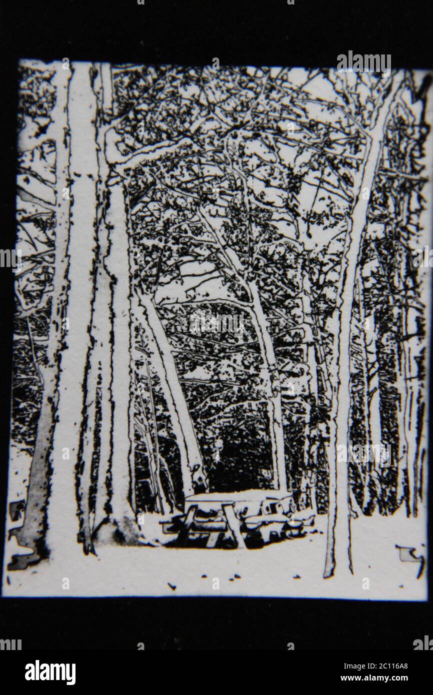 Fine 1970s vintage black and white photography of a forest full of ...