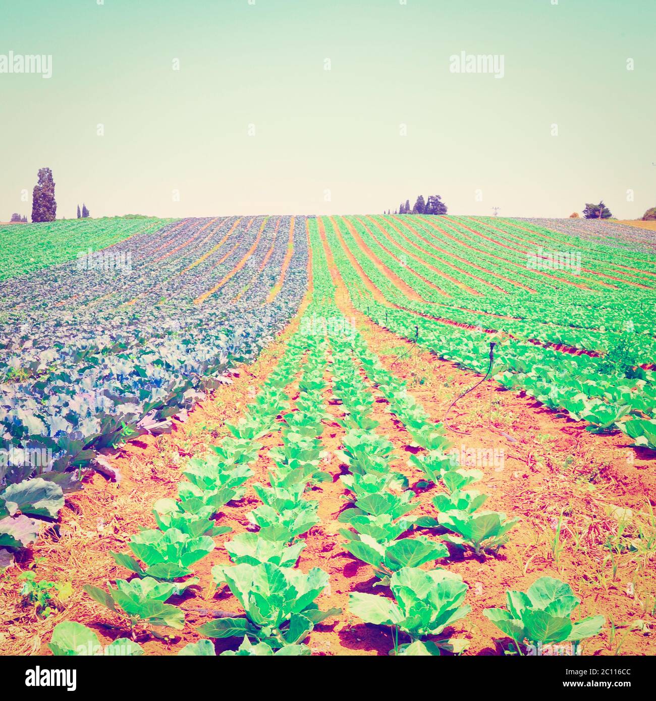 Square cabbage hi-res stock photography and images - Alamy