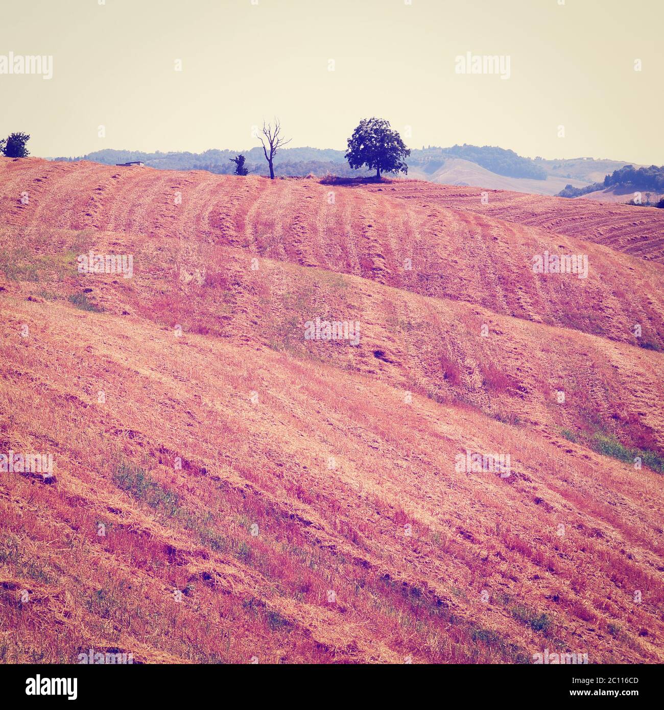 Grassland dry meadows hi-res stock photography and images - Alamy