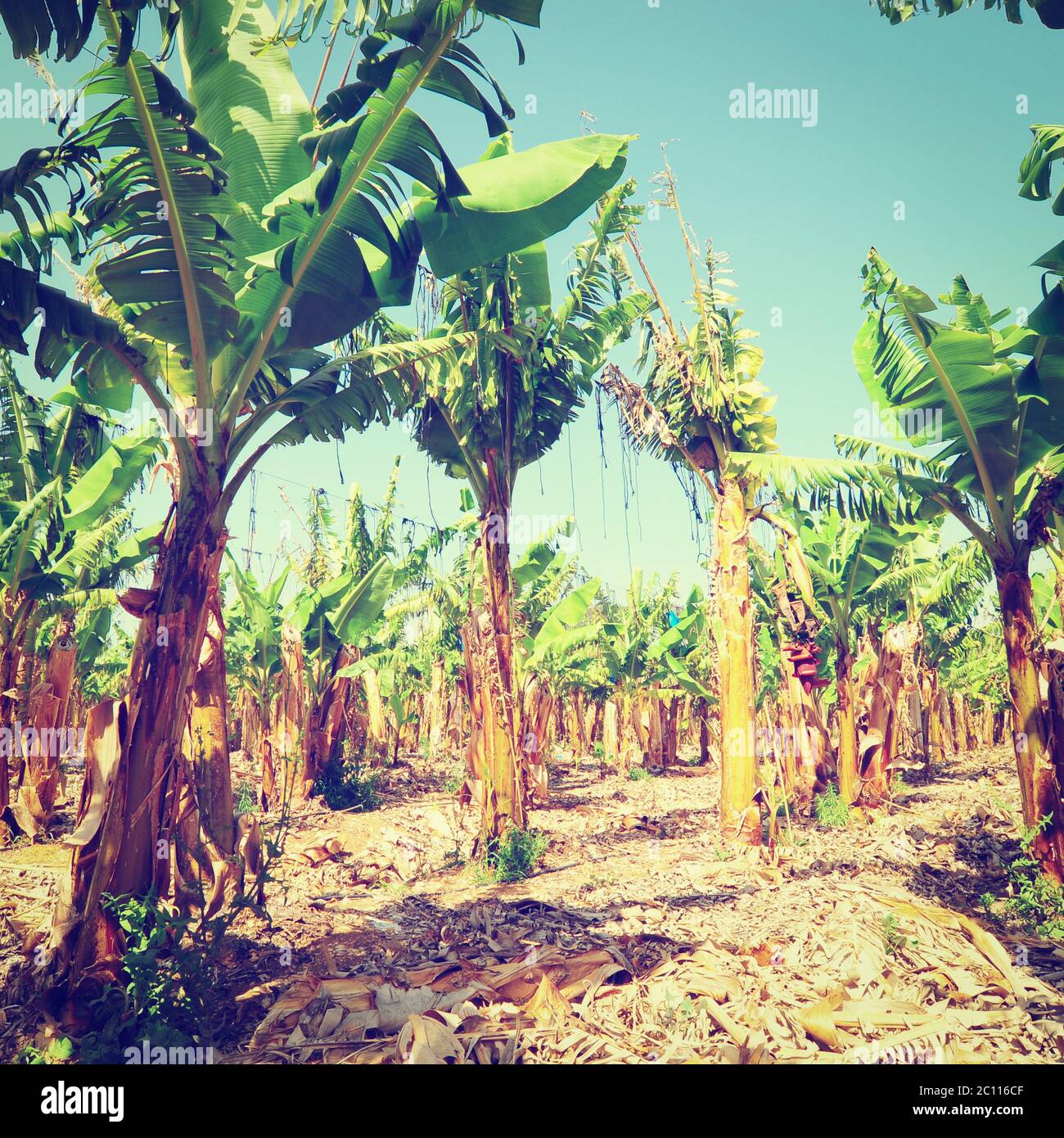 Banana grove plantation branch hi-res stock photography and images - Alamy