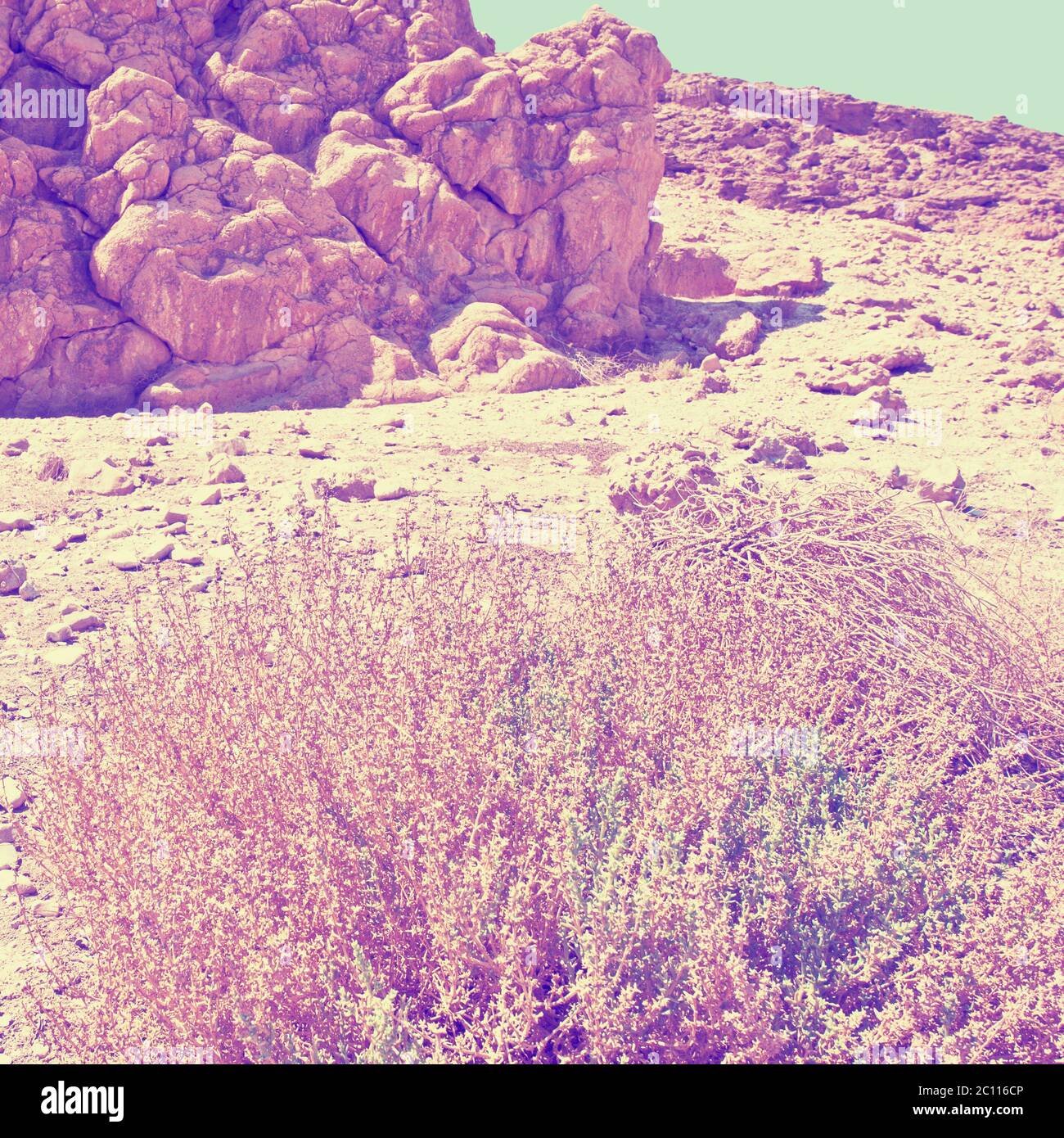 Shrubs of israel hi-res stock photography and images - Alamy