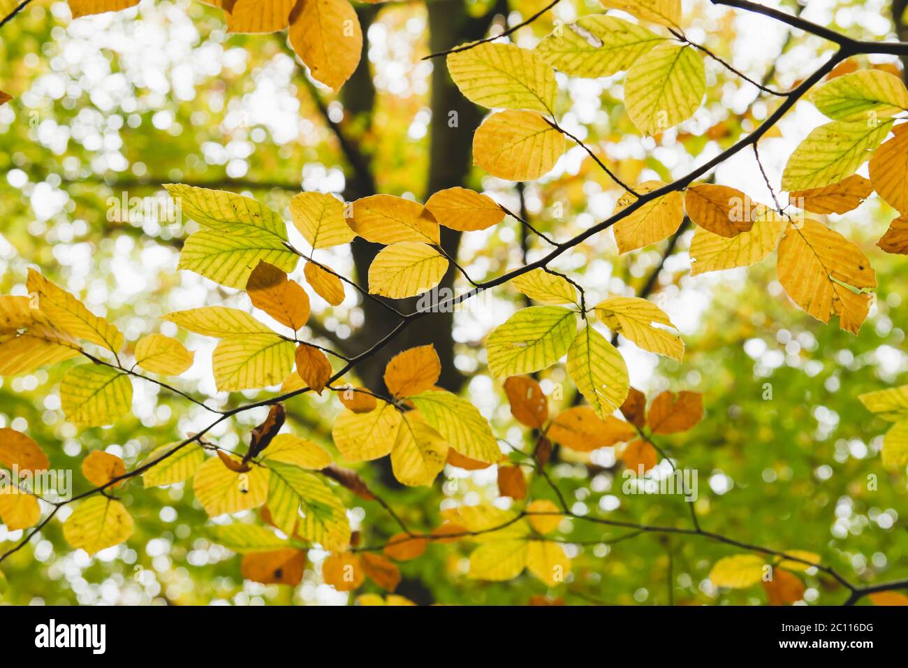 Detail of fagus sylvatica or beech tree autumnal colored deciduous ...
