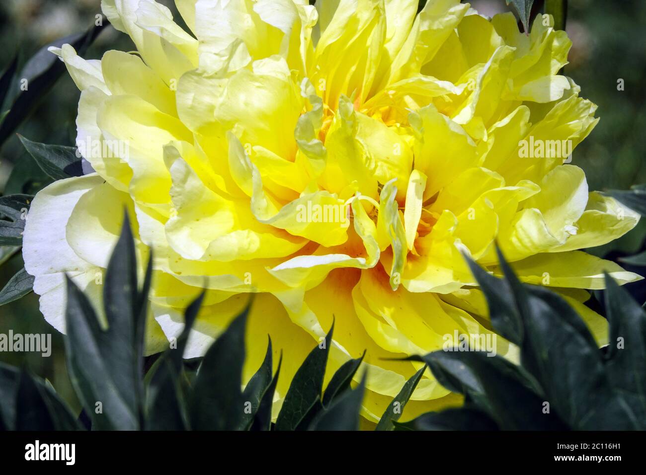 Bartzella intersectional peony hi-res stock photography and images - Alamy
