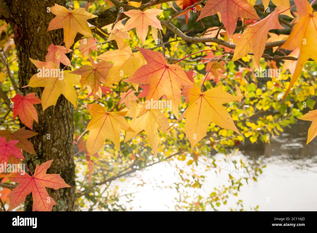 Maple tree colorful autumnal foliage Stock Photo - Alamy