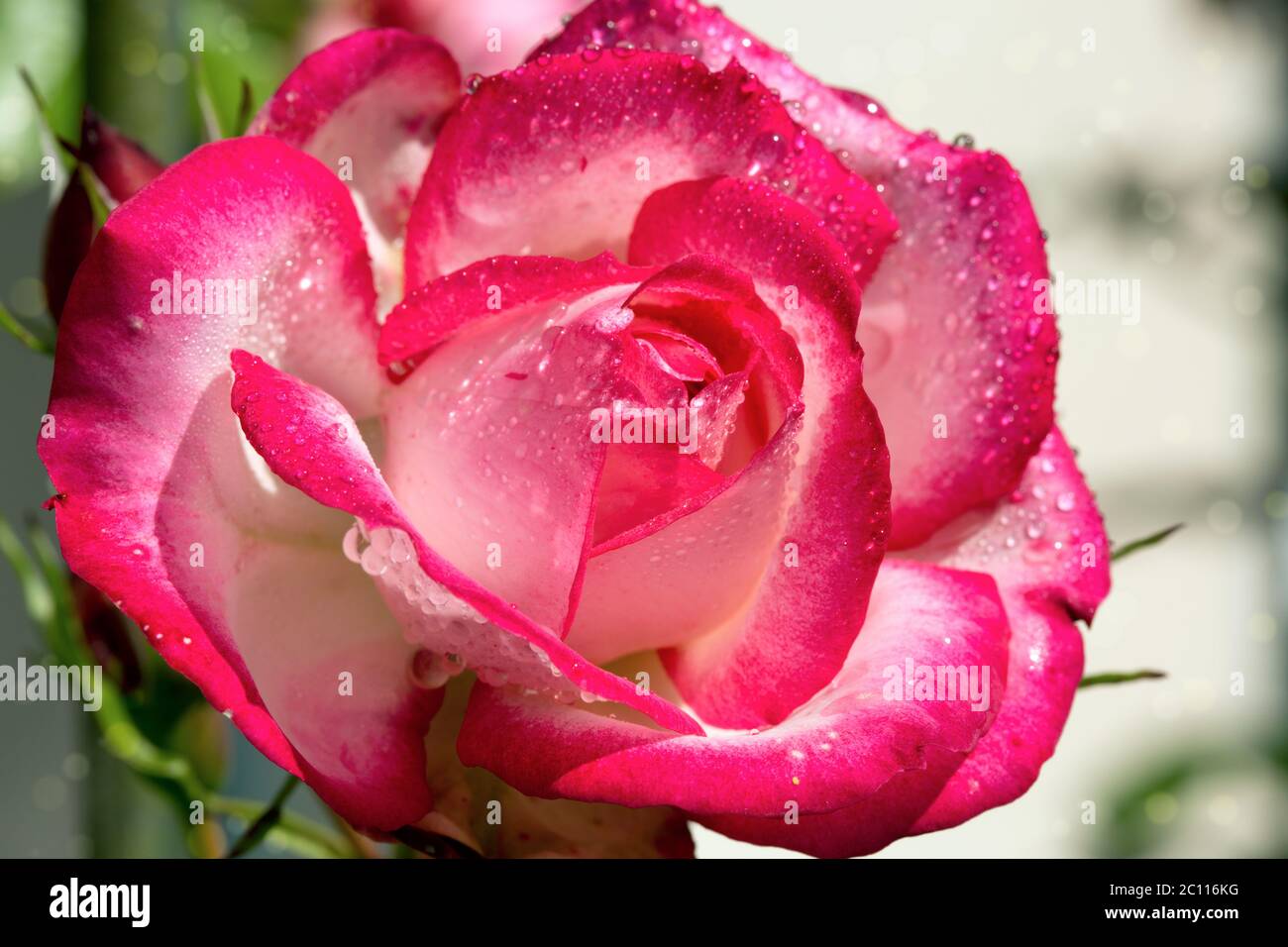 Beautiful pink rose hi-res stock photography and images - Alamy