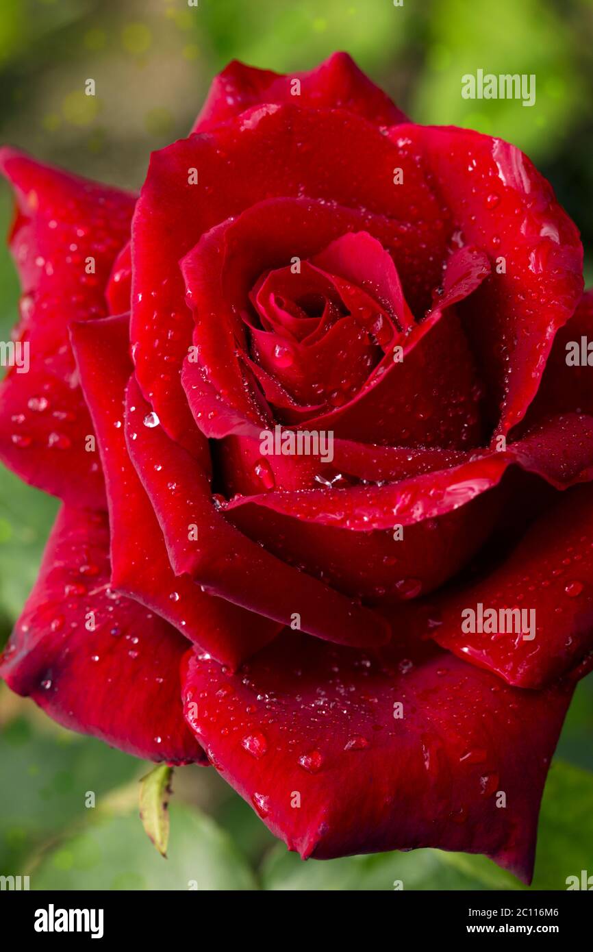 Beautiful red rose up close hi-res stock photography and images - Alamy