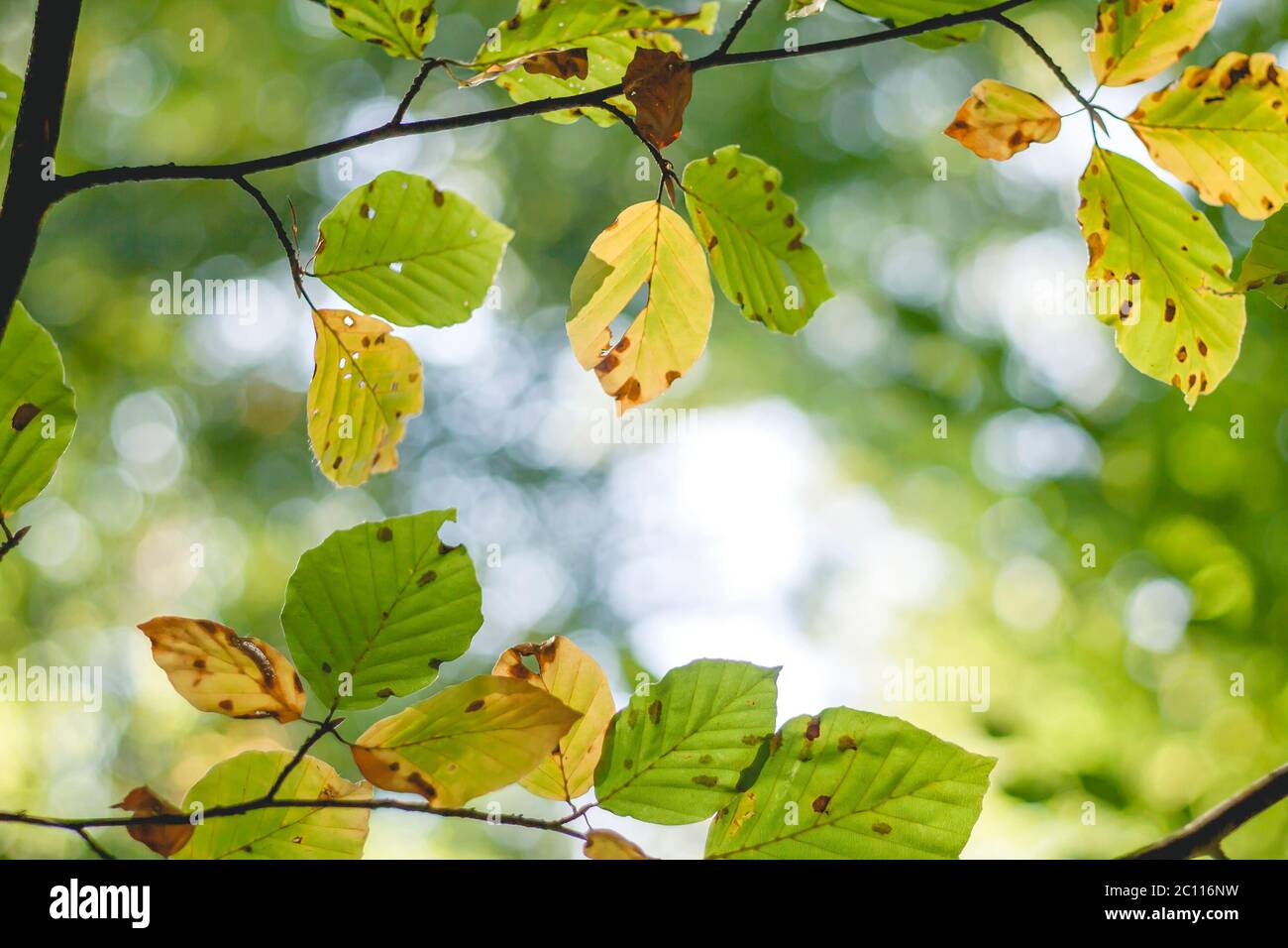 Detail of fagus sylvatica or beech tree autumnal colored deciduous ...