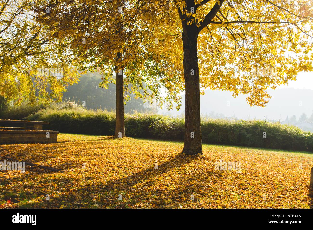 Fallen tree leaves hi-res stock photography and images - Alamy
