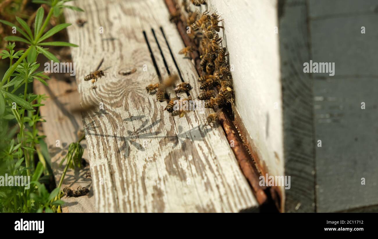 Bees entering the hive.Turkey - istanbul Stock Photo - Alamy