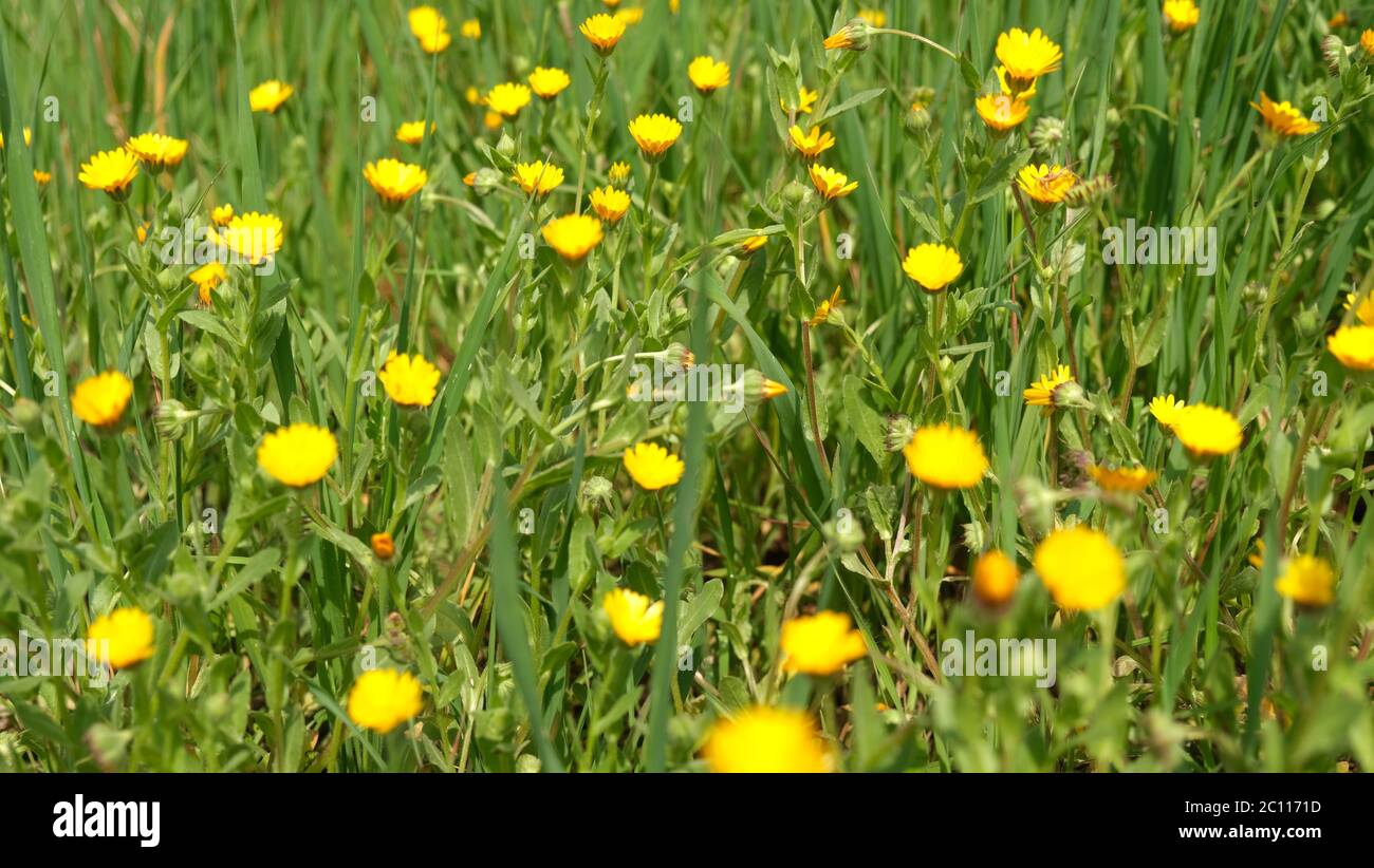 Marigolds rural blooming landscape hi-res stock photography and images ...
