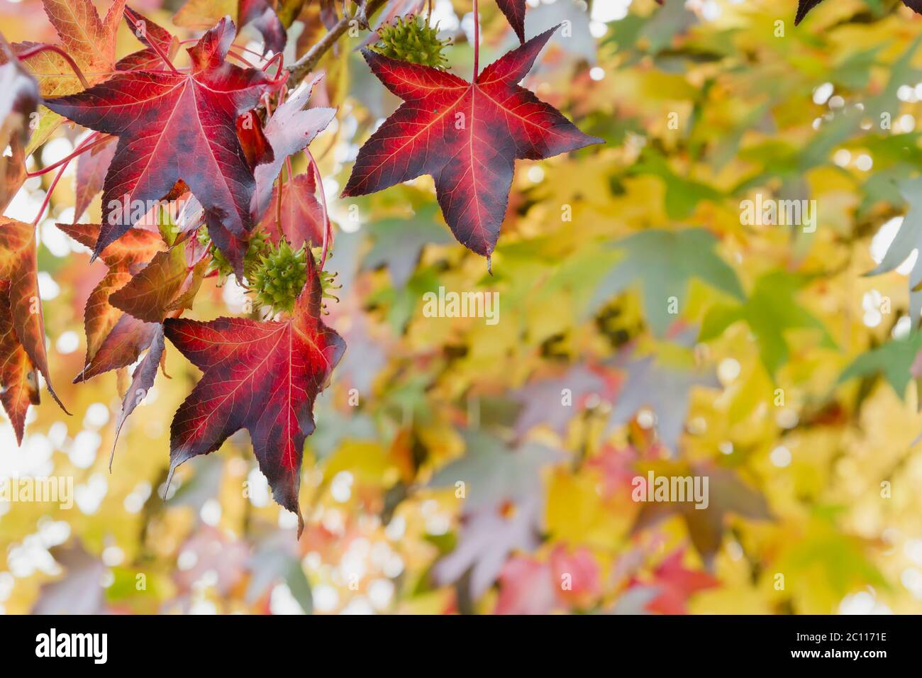 Liquidambar tree autumnal foliage Stock Photo - Alamy