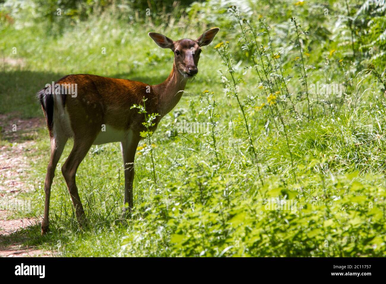 Cannock chase wildlife hi-res stock photography and images - Alamy