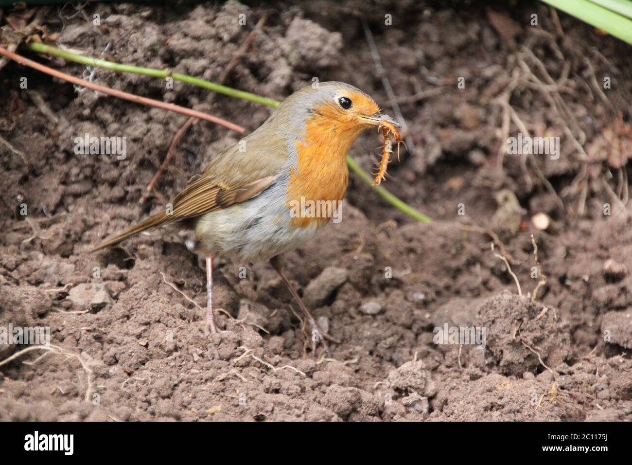 Robin Eating Worms In Dirt