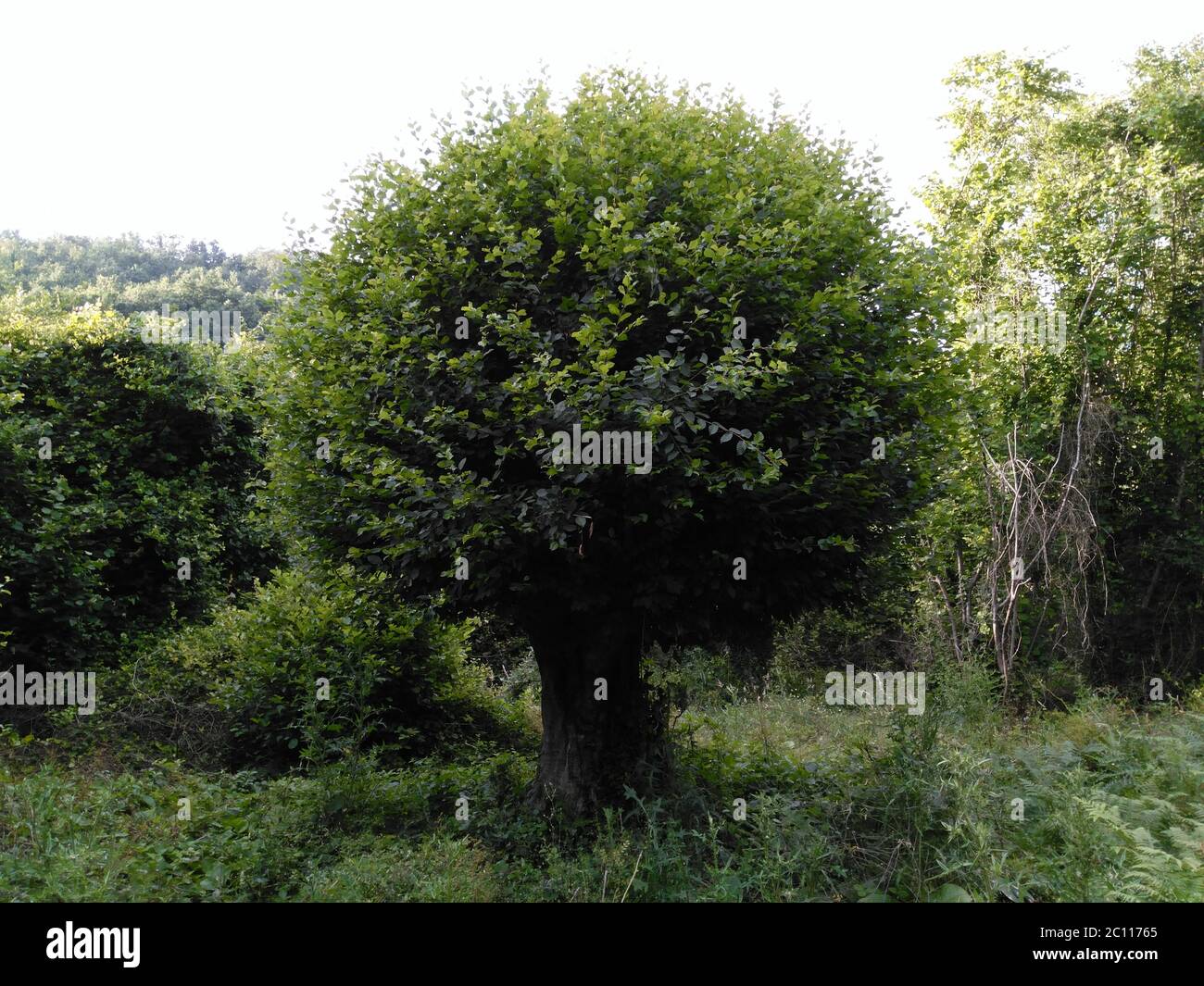 forest area. green tree alone Stock Photo - Alamy