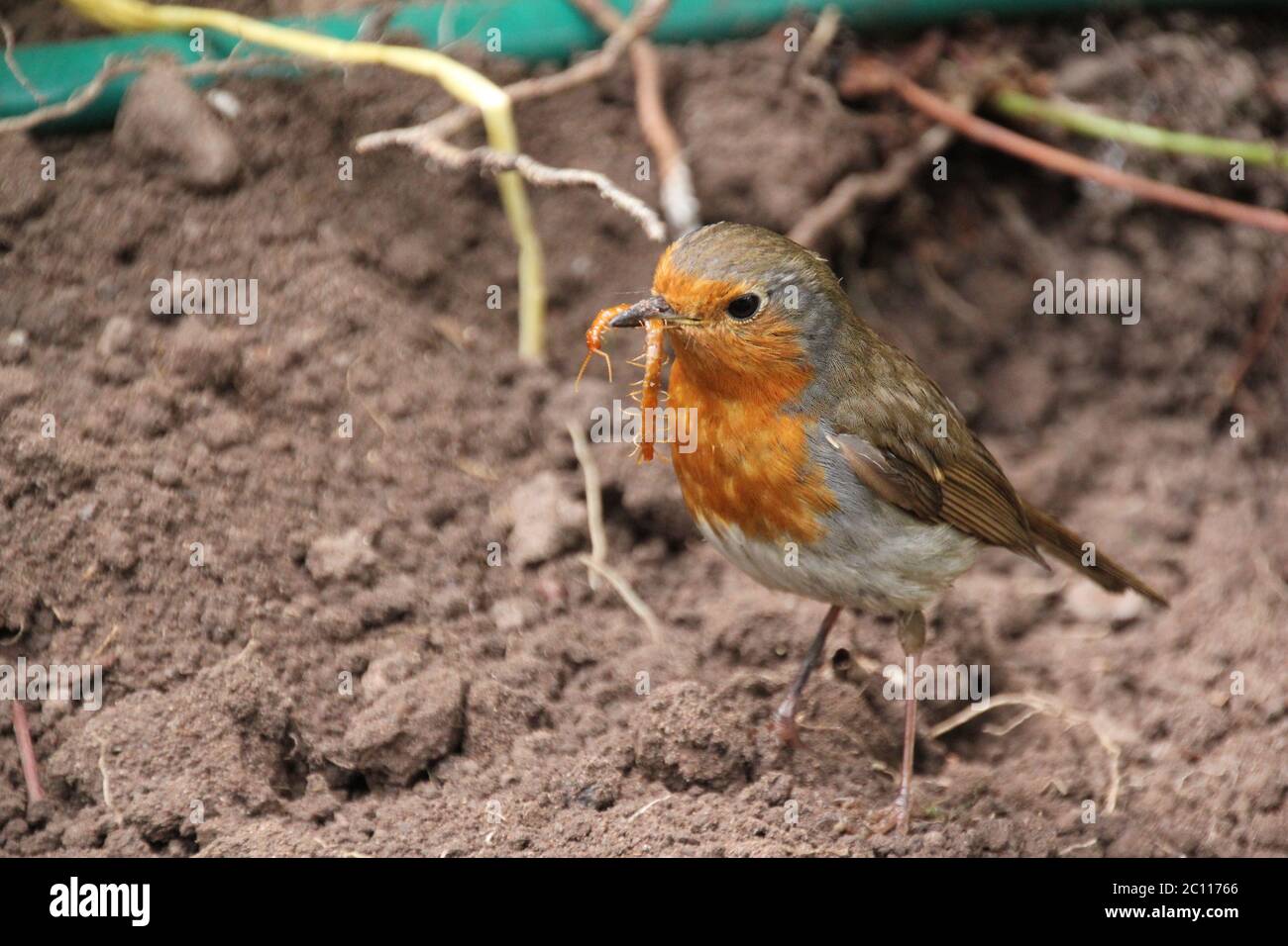 Robin with worm Stock Photo - Alamy
