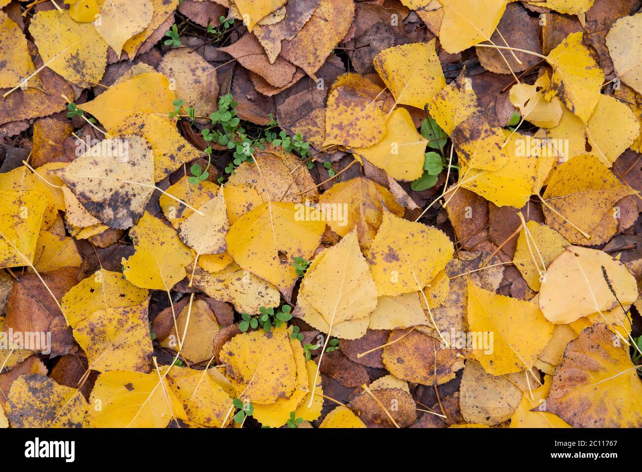 Black poplar leaves populus nigra hi-res stock photography and images ...
