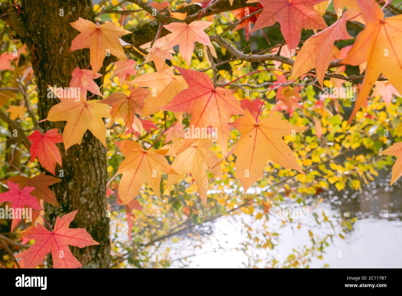 Maple tree tree nature park with branches of trees bright hi-res stock ...