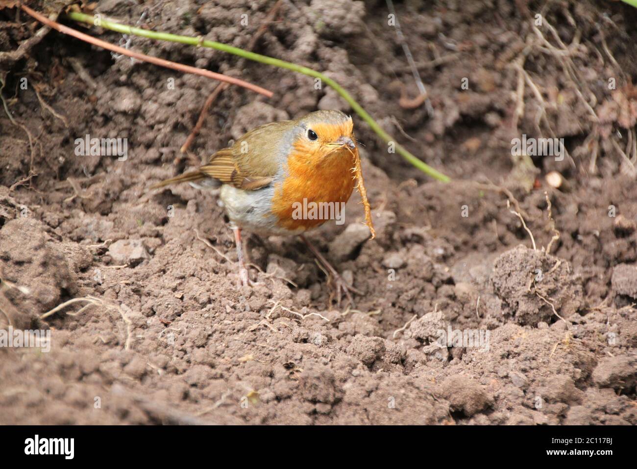 Robin feeding soil hi-res stock photography and images - Alamy