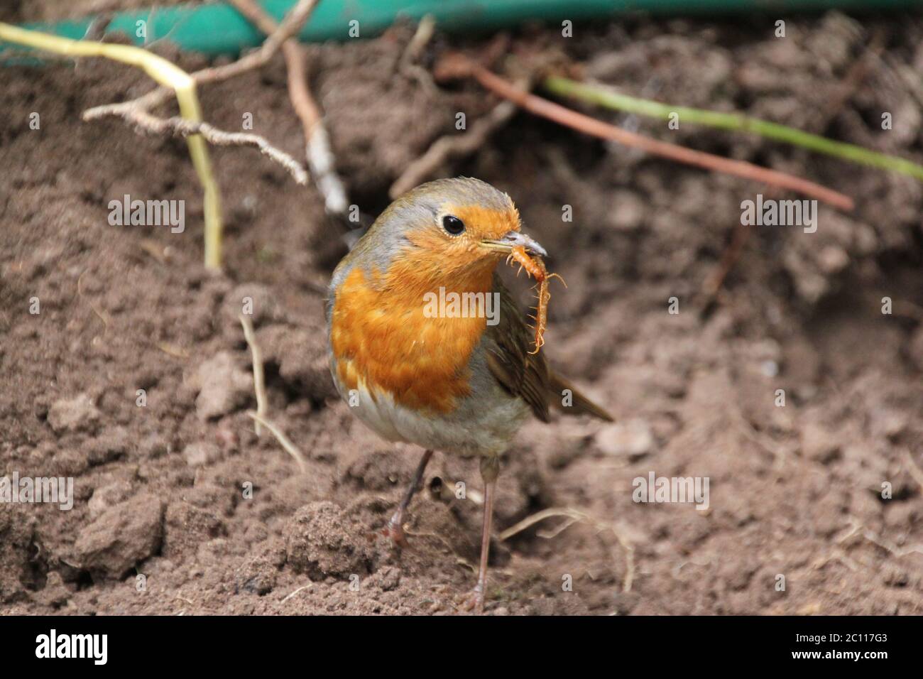 Robin with worm Stock Photo - Alamy