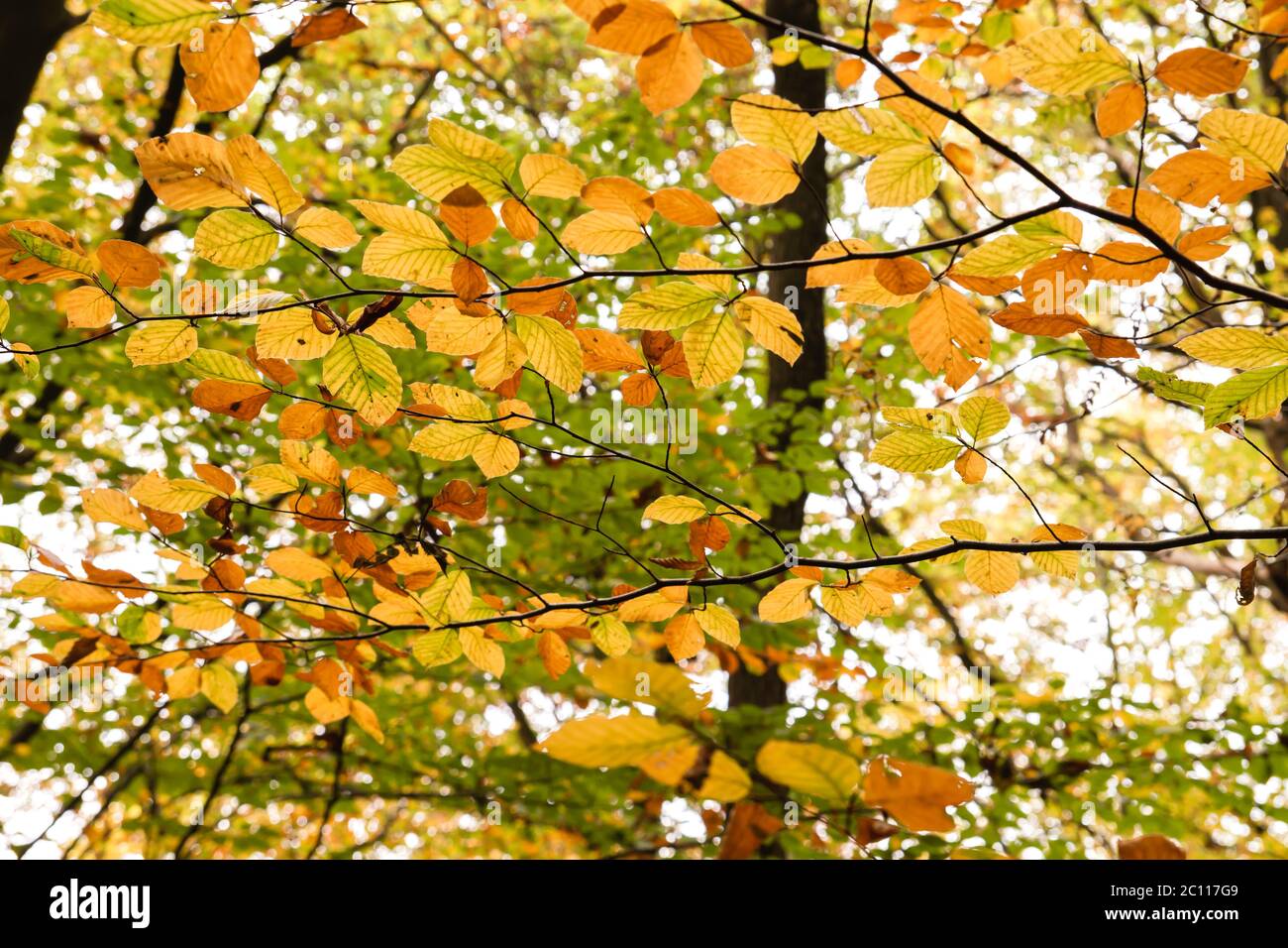 Deciduous tree falling leaves hi-res stock photography and images - Alamy