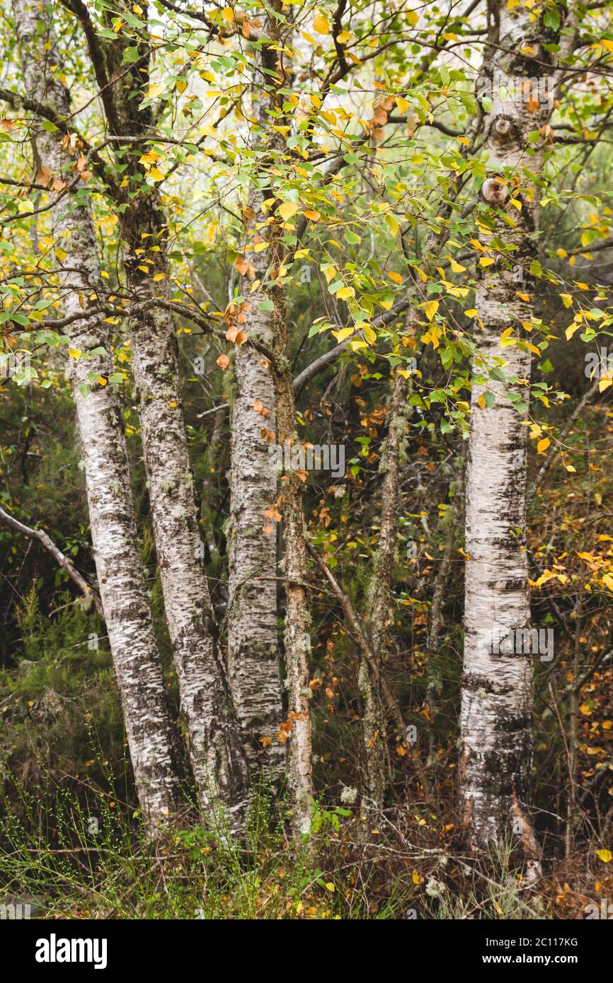 Silver birch trees autumn hi-res stock photography and images - Alamy
