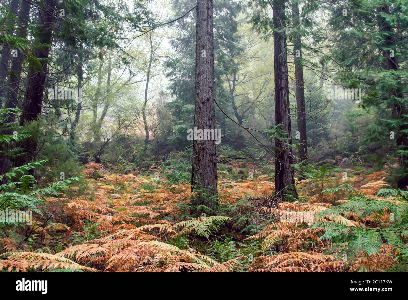 Mixed evergreen forest hi-res stock photography and images - Alamy