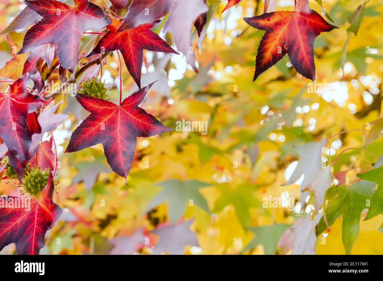 Liquidambar styraciflua red star hi-res stock photography and images - Alamy
