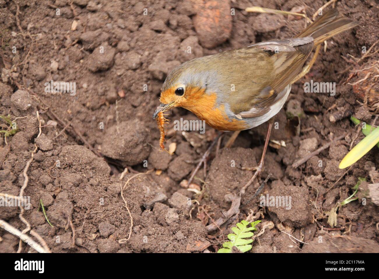Robin with worm Stock Photo - Alamy