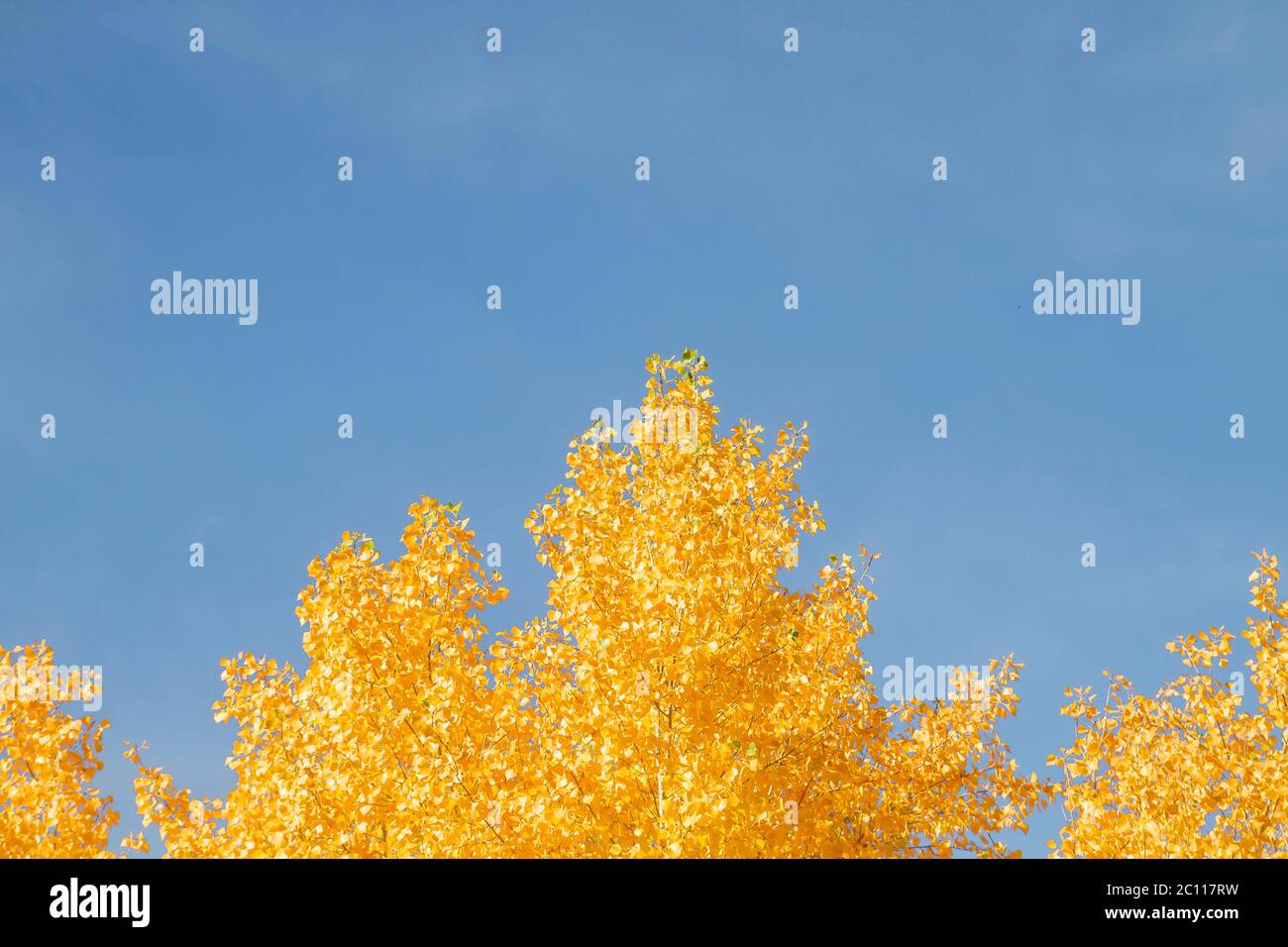 Black poplar tree hi-res stock photography and images - Alamy