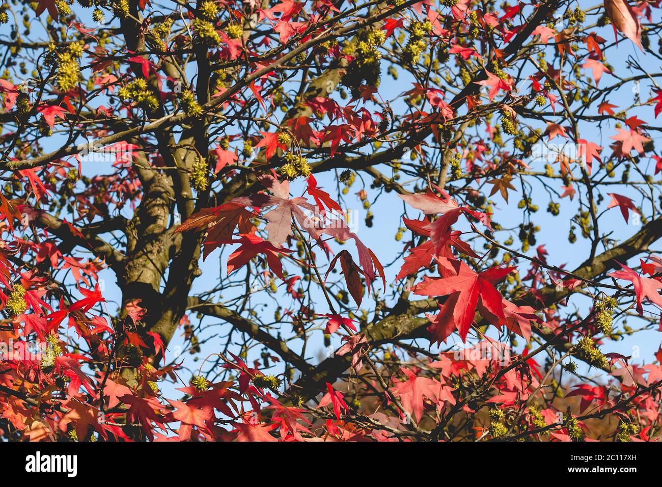 Five leaves pine tree hi-res stock photography and images - Alamy