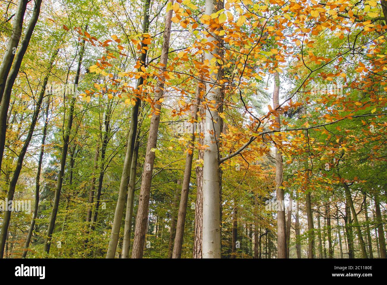 Beech trees forest landscape with autumnal colored deciduous foliage ...