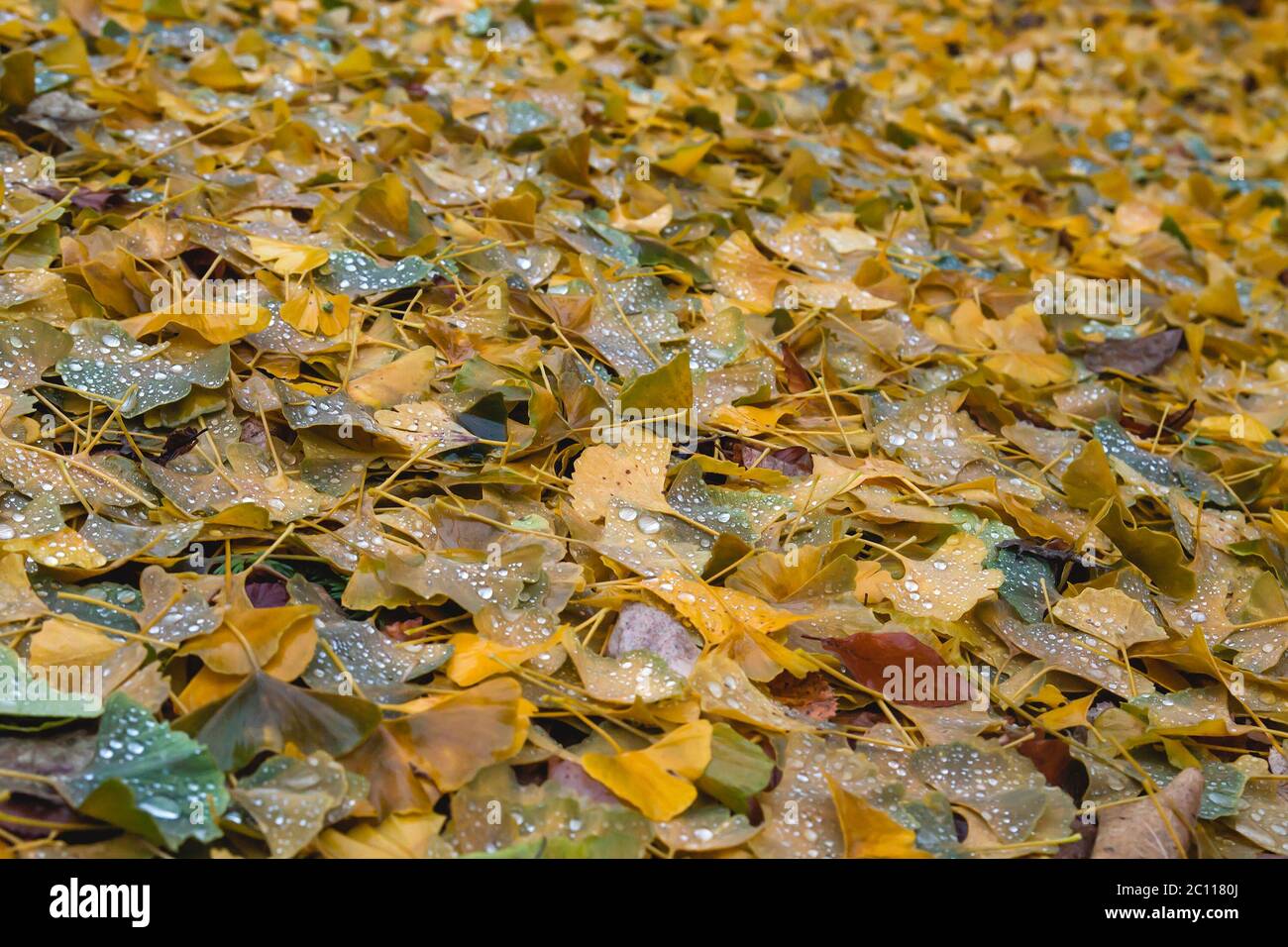 Ginkgo biloba autumnal fallen leaves Stock Photo - Alamy