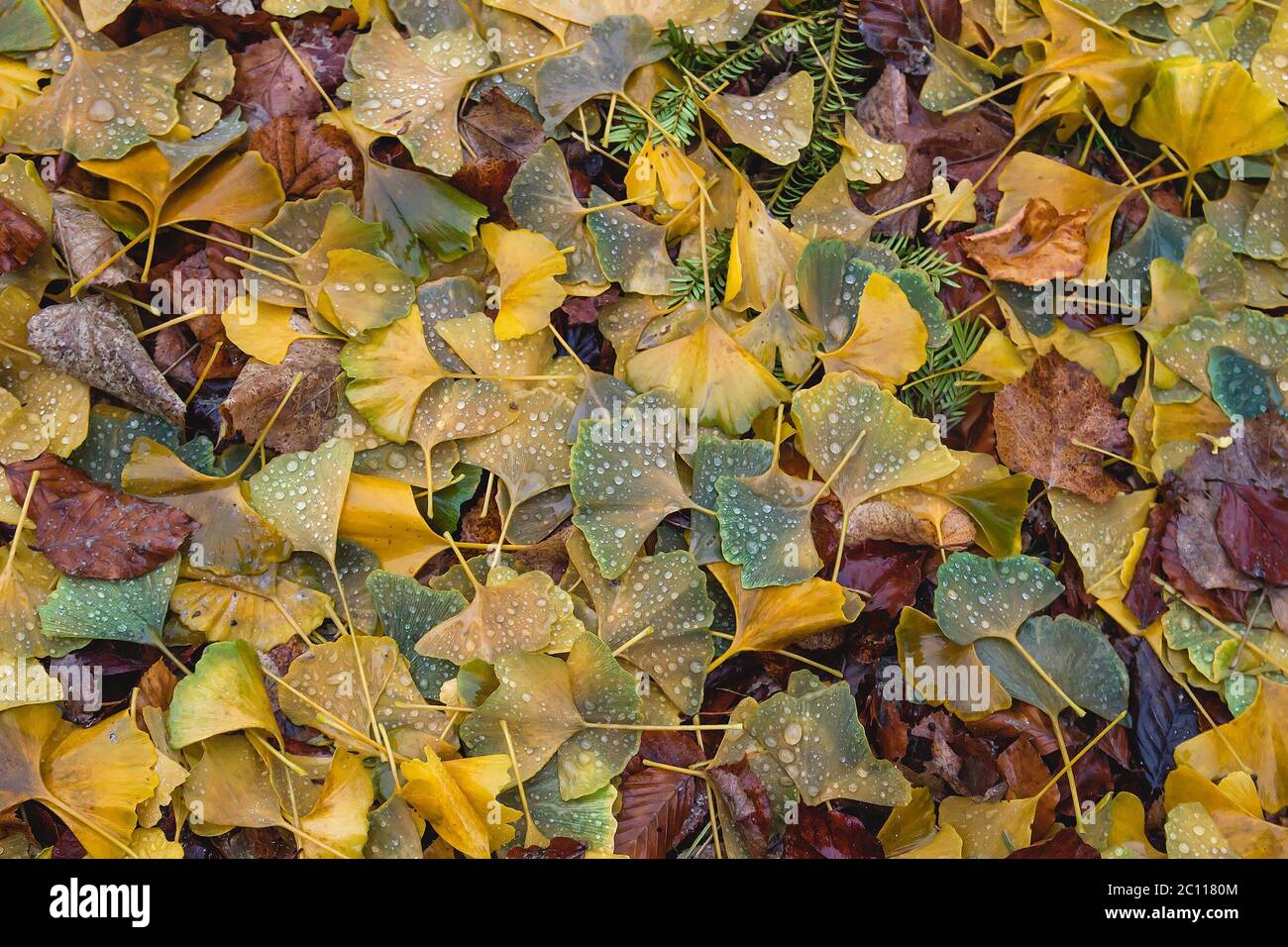Fallen ginkgo hi-res stock photography and images - Alamy