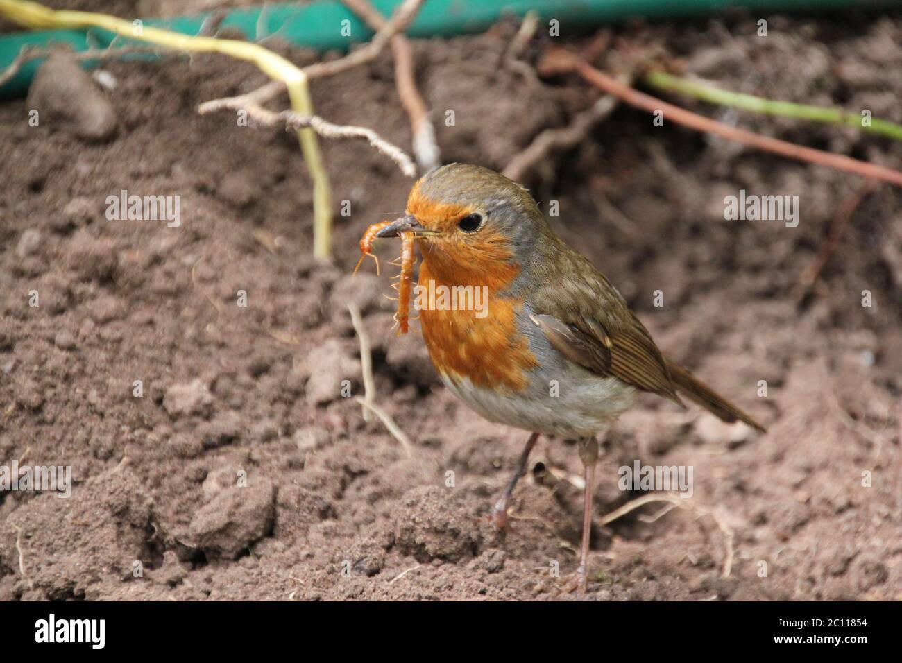 Robin With Worm High Resolution Stock Photography and Images - Alamy