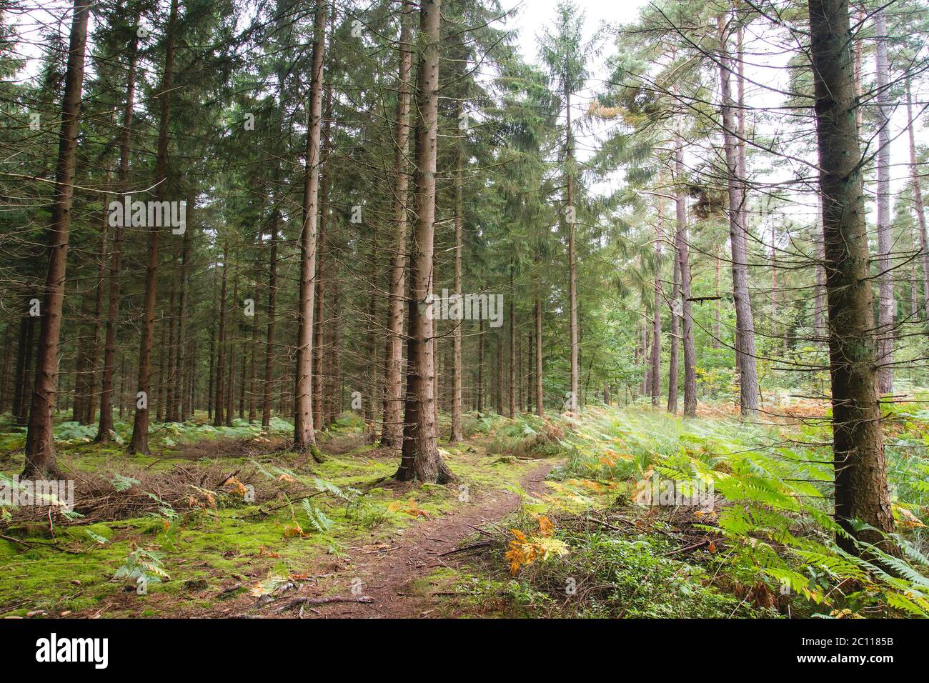 Green landscape in evergreen trees woodland Stock Photo - Alamy