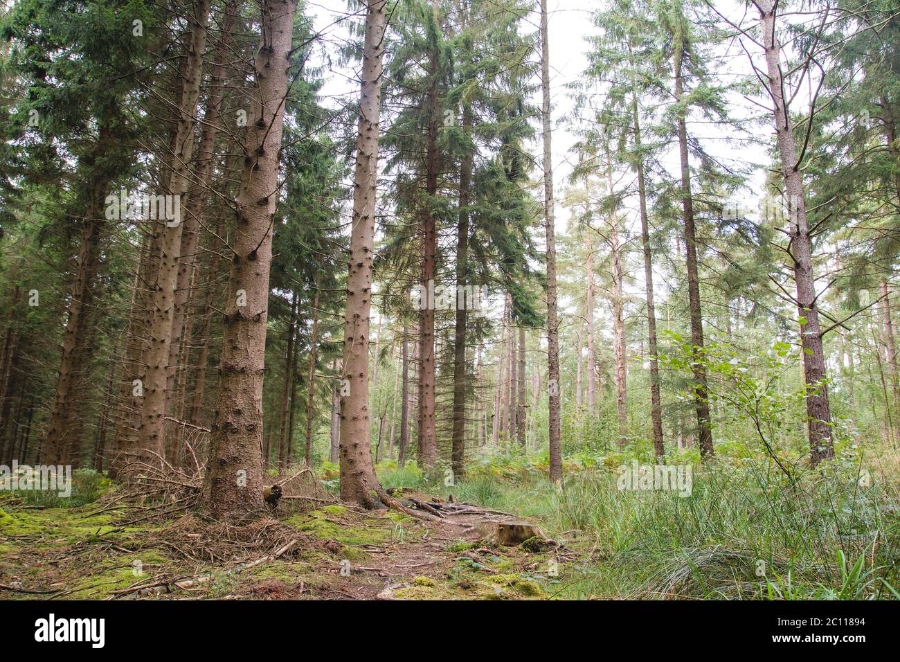 Green landscape in evergreen trees woodland Stock Photo - Alamy