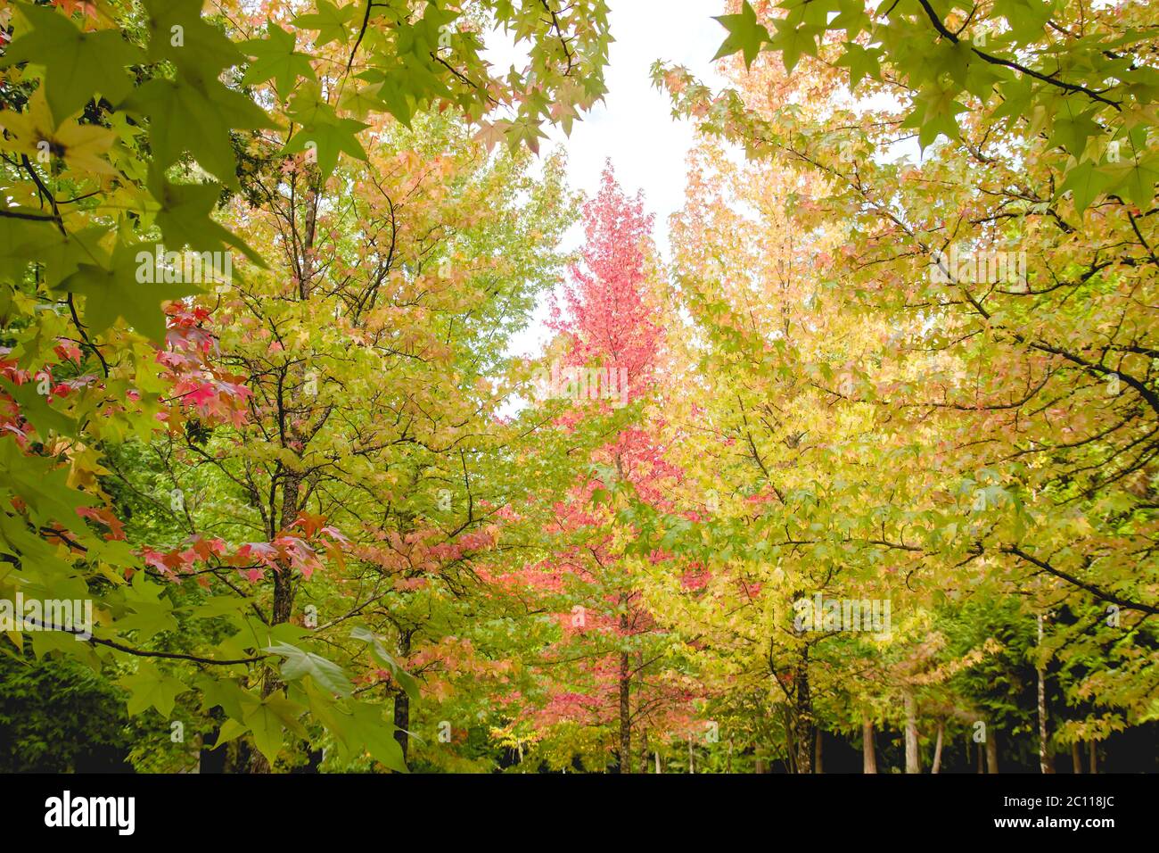 Liquidambar trees with colorful autumnal foliage Stock Photo - Alamy