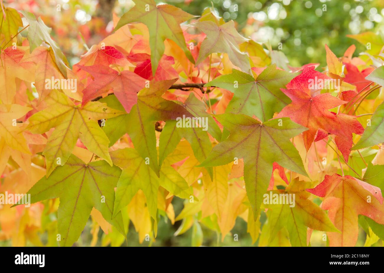 Liquidámbar liquidambar styraciflua hi-res stock photography and images - Alamy