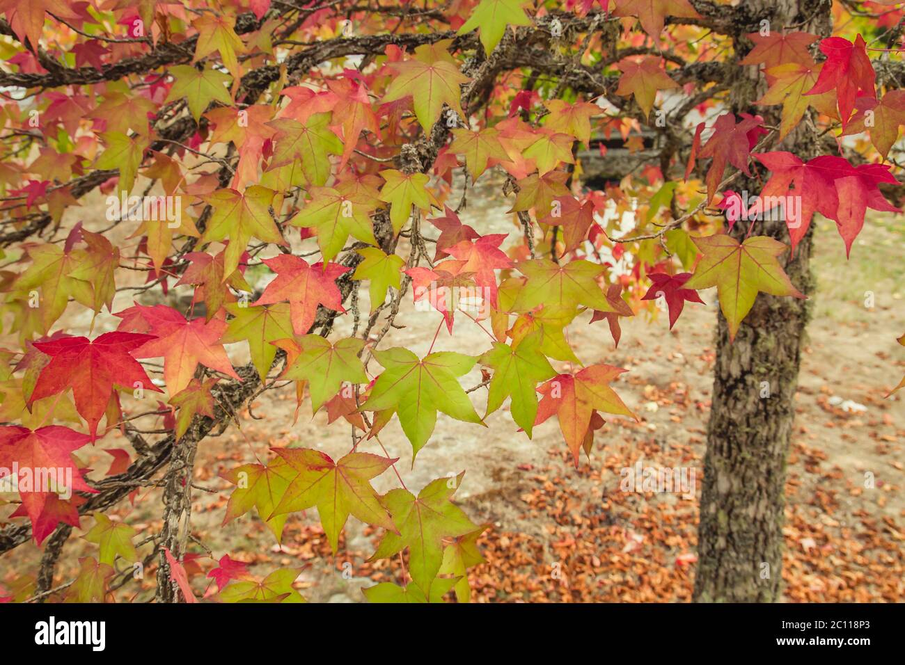 Liquidambar styraciflua foliage hi-res stock photography and images - Alamy